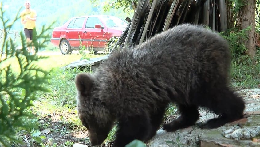 Mladunče medvjeda spasio iz jame pa morao da ga vrati u divljinu ...