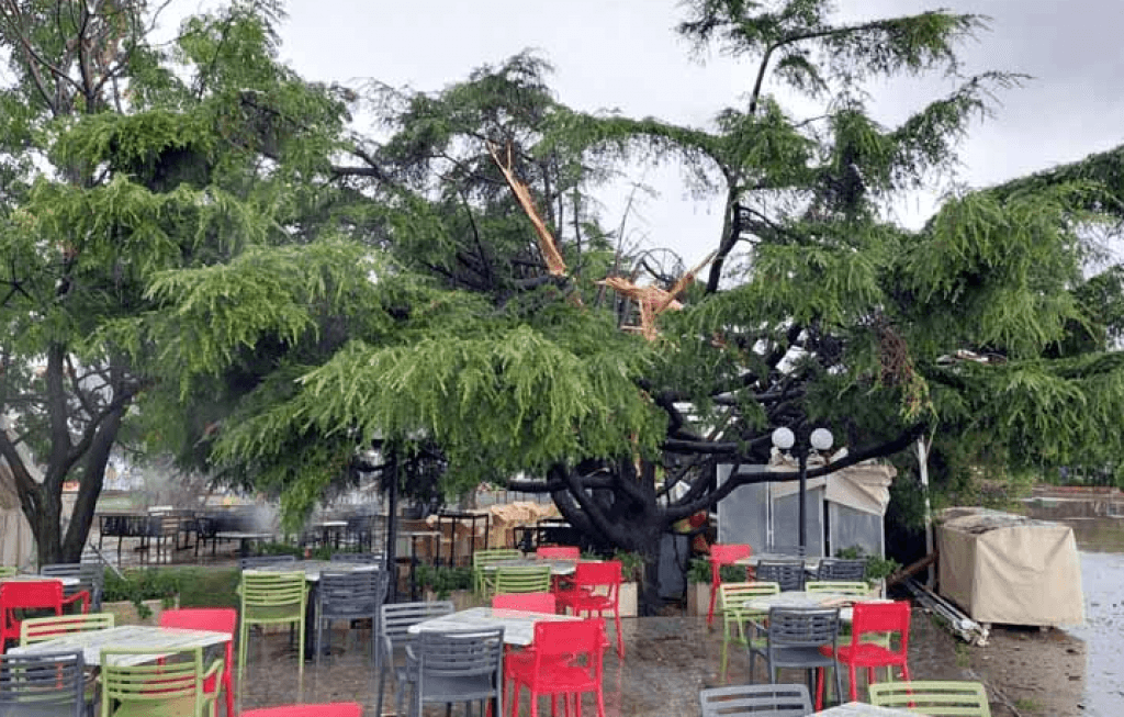 Bar: Grom prepolovio stablo - Gradski portal