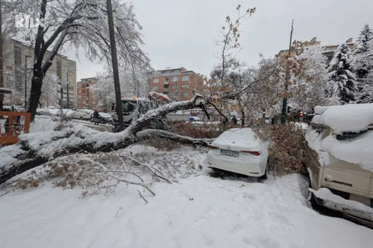 Sarajevo: Ogromno stablo se srušilo u Grbavičkoj ulici, više vozila ...